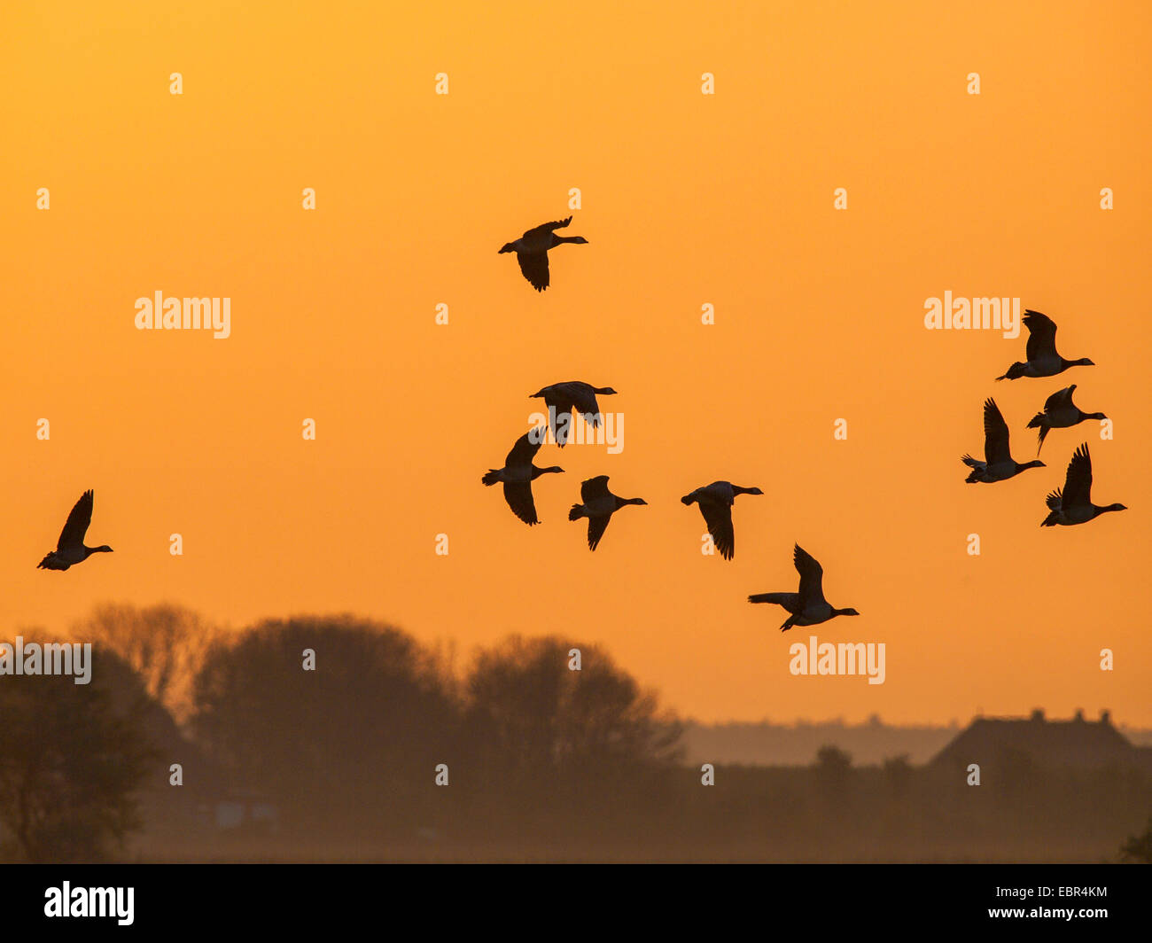 Flying geese sunset hi-res stock photography and images - Alamy