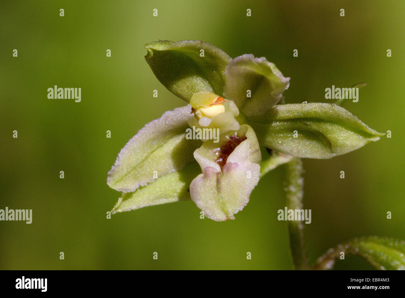 Broad-leaved helleborine, Eastern helleborine (Epipactis helleborine ...