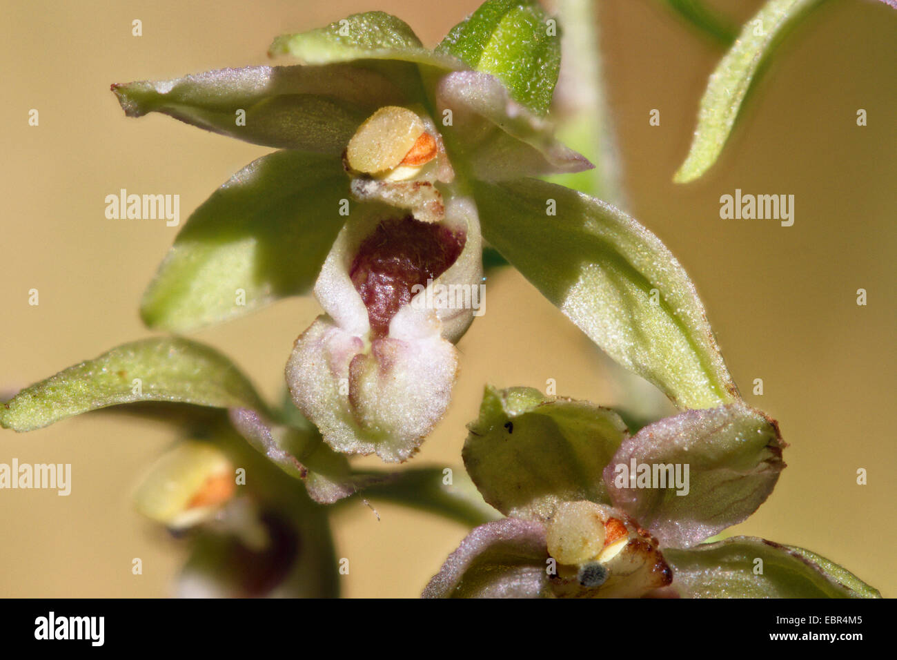 Broad-leaved helleborine, Eastern helleborine (Epipactis helleborine ...