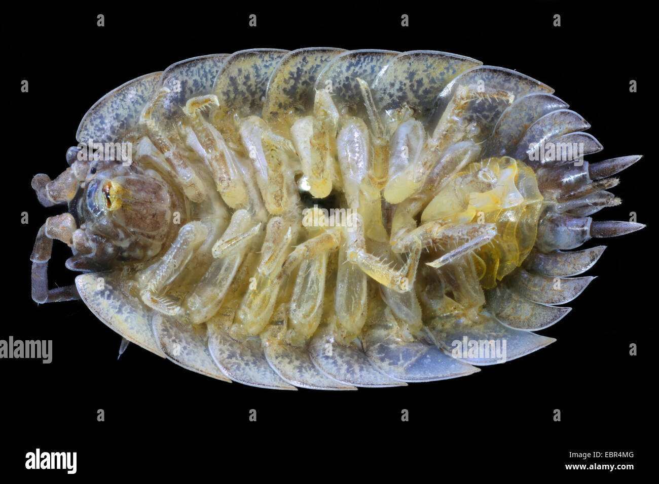 Woodlouse leg hi-res stock photography and images - Alamy