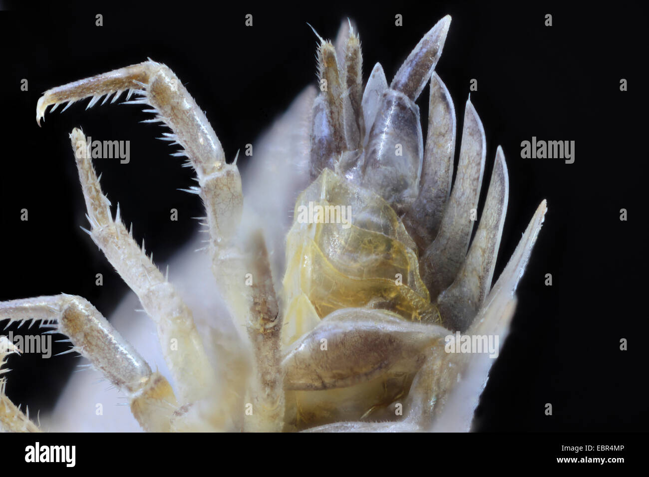 Sowbug hi-res stock photography and images - Alamy