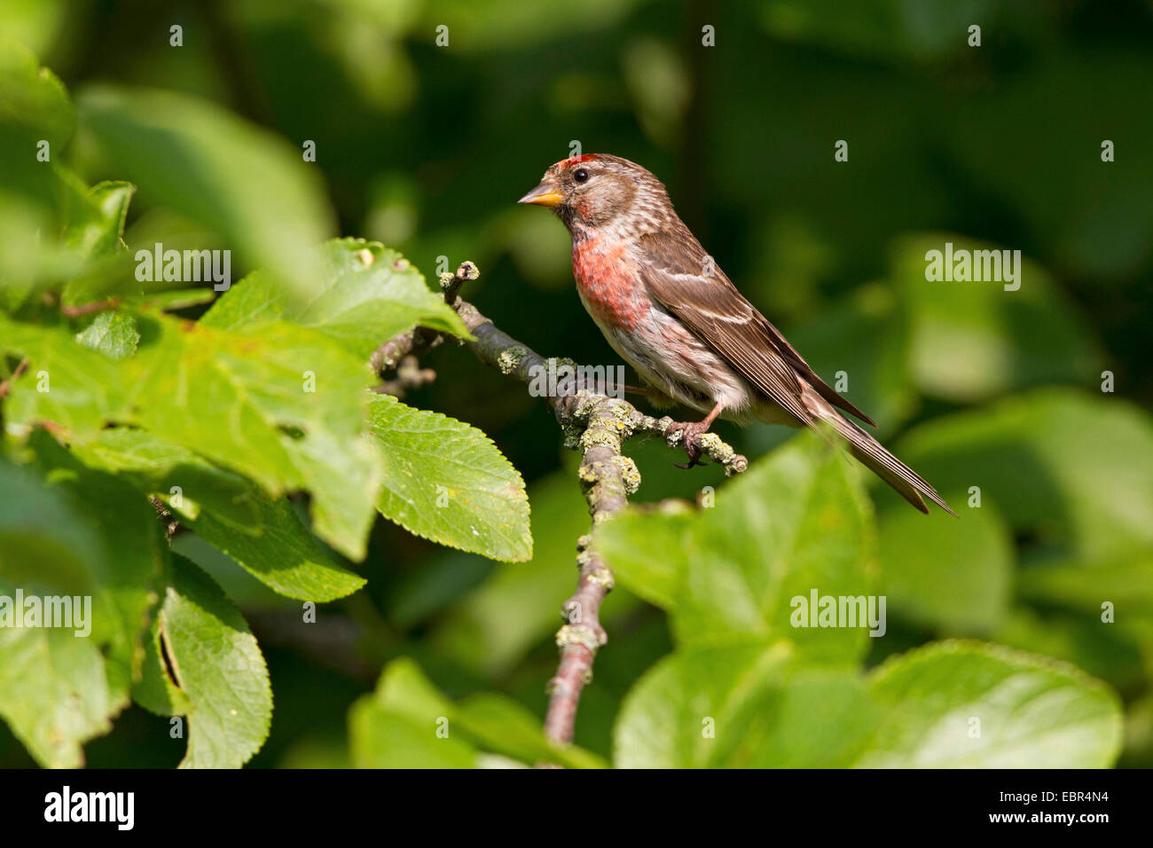 redpoll, common redpoll (Carduelis flammea, Acanthis flammea), male ...