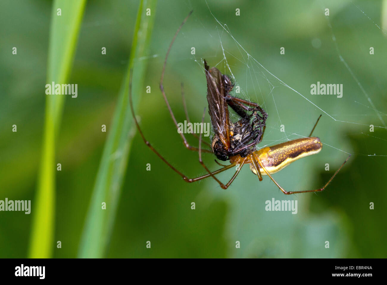 Tetragnatha extensa feeding hi-res stock photography and images - Alamy