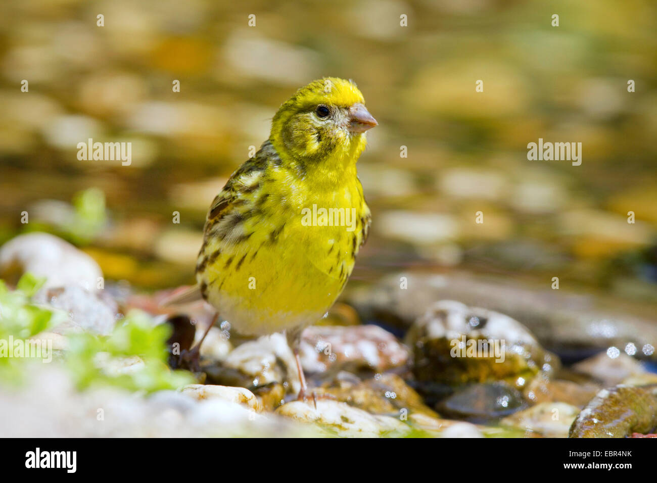 European serin (Serinus serinus), male at a creek, Germany Stock Photo ...