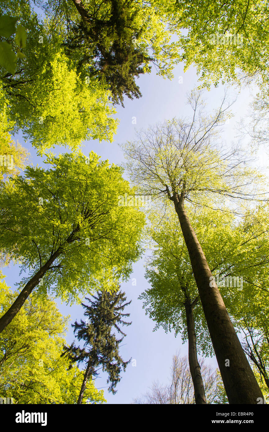 common beech (Fagus sylvatica), beech mixed forest in the morning sun ...