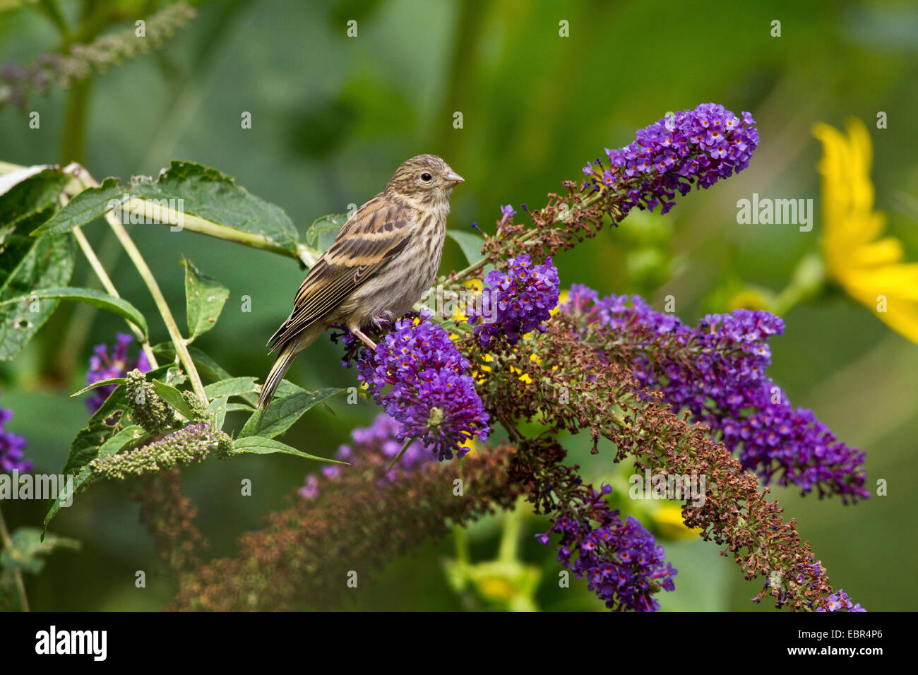European serin (Serinus serinus), young bird sitting on a blooming twig ...
