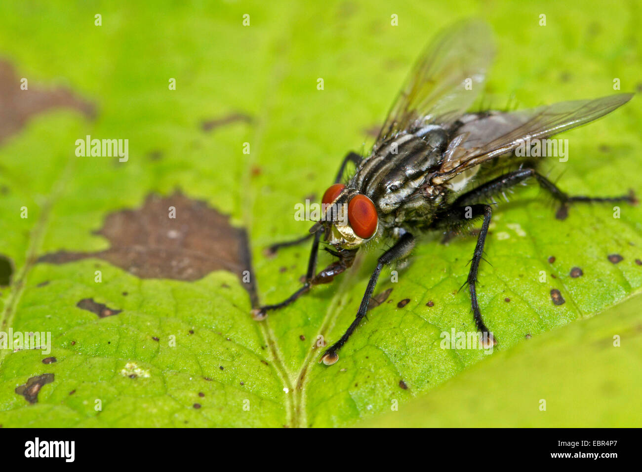 Feshfly, Flesh-fly, Marbled-grey flesh fly (Sarcophaga carnaria), sits ...