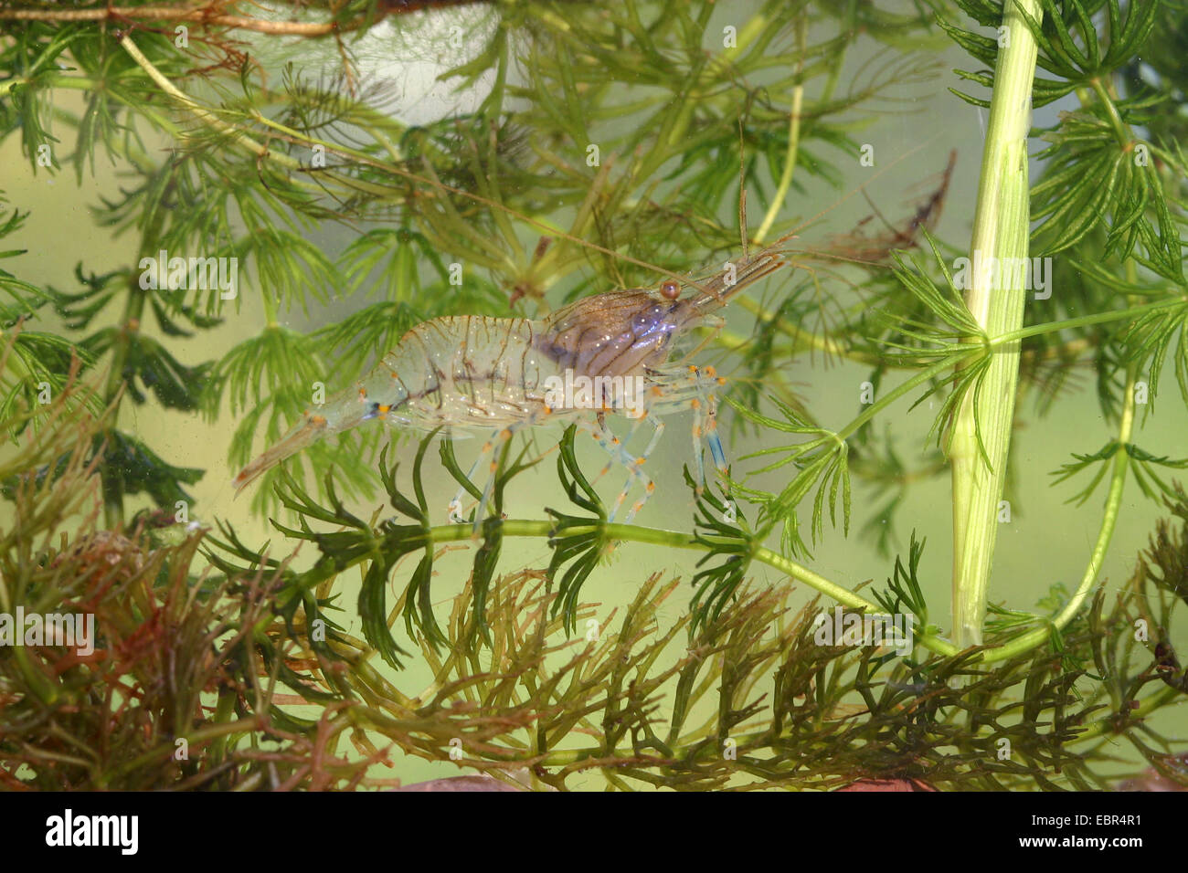 variegated shore shrimp (Palaemonetes varians), under water Stock Photo ...