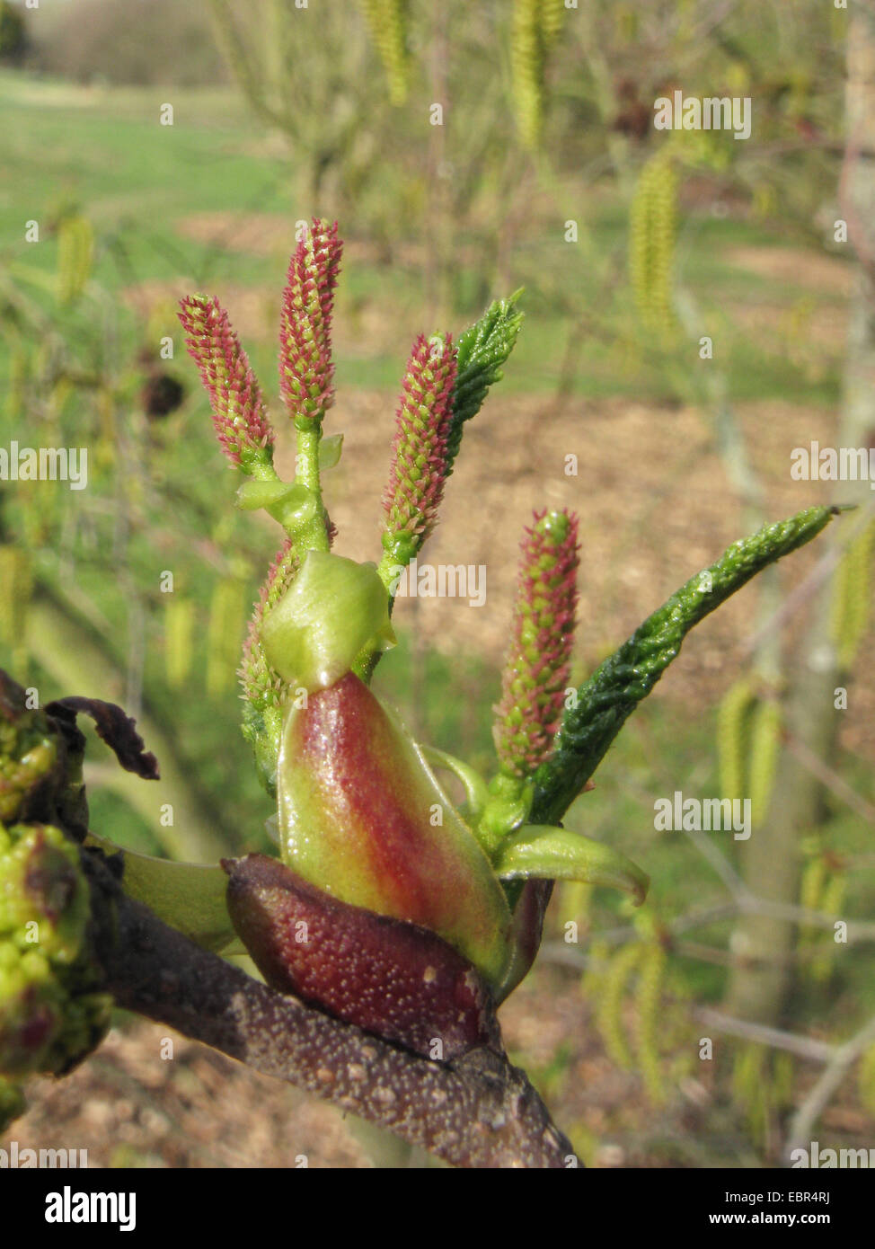 Japanese alder alnus japonica hi-res stock photography and images - Alamy