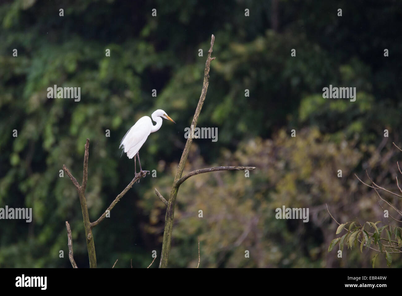 Flying intermediate egret hi-res stock photography and images - Alamy