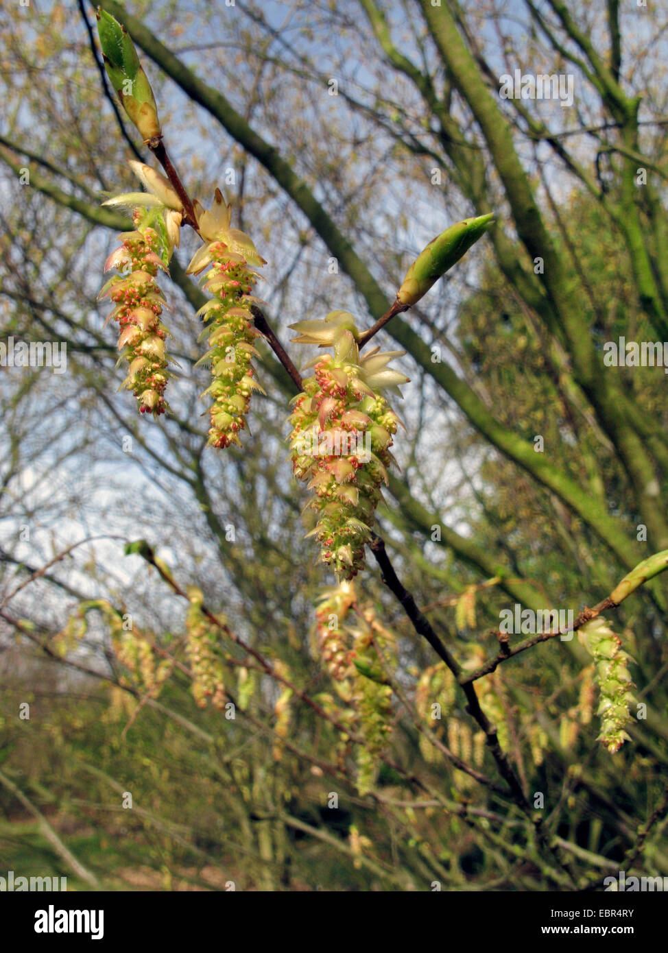 Japanese Hornbeam (Carpinus japonica), branch with mal catkins Stock ...