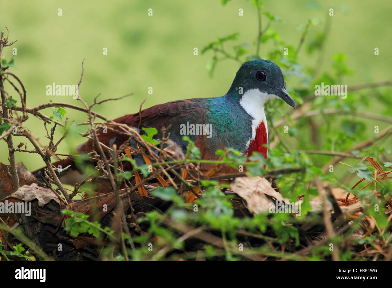 bartlett's bleeding heart (Gallicolumba criniger), breeding Stock Photo ...