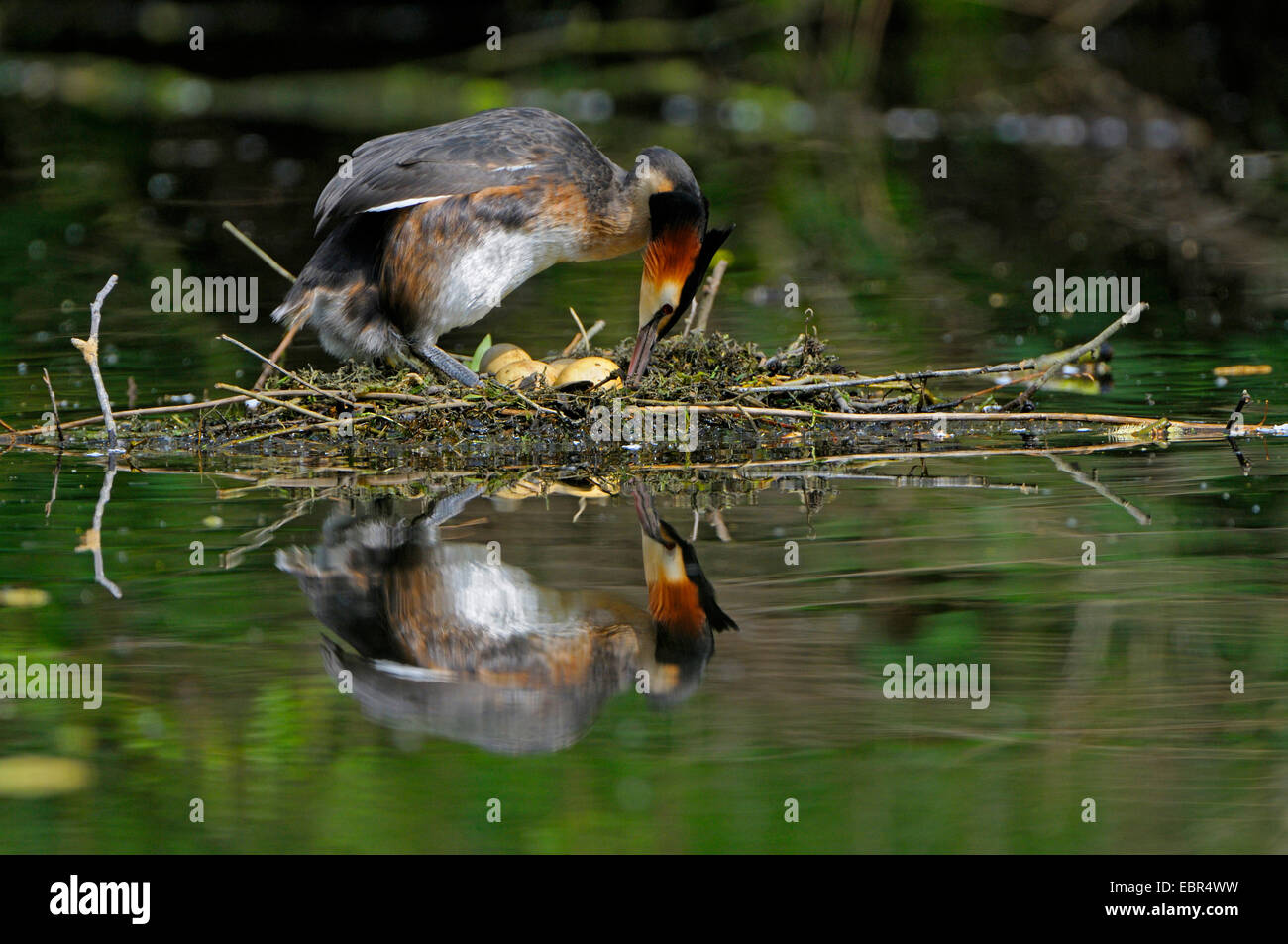 great crested grebe (Podiceps cristatus), adult bird turning the eggs ...