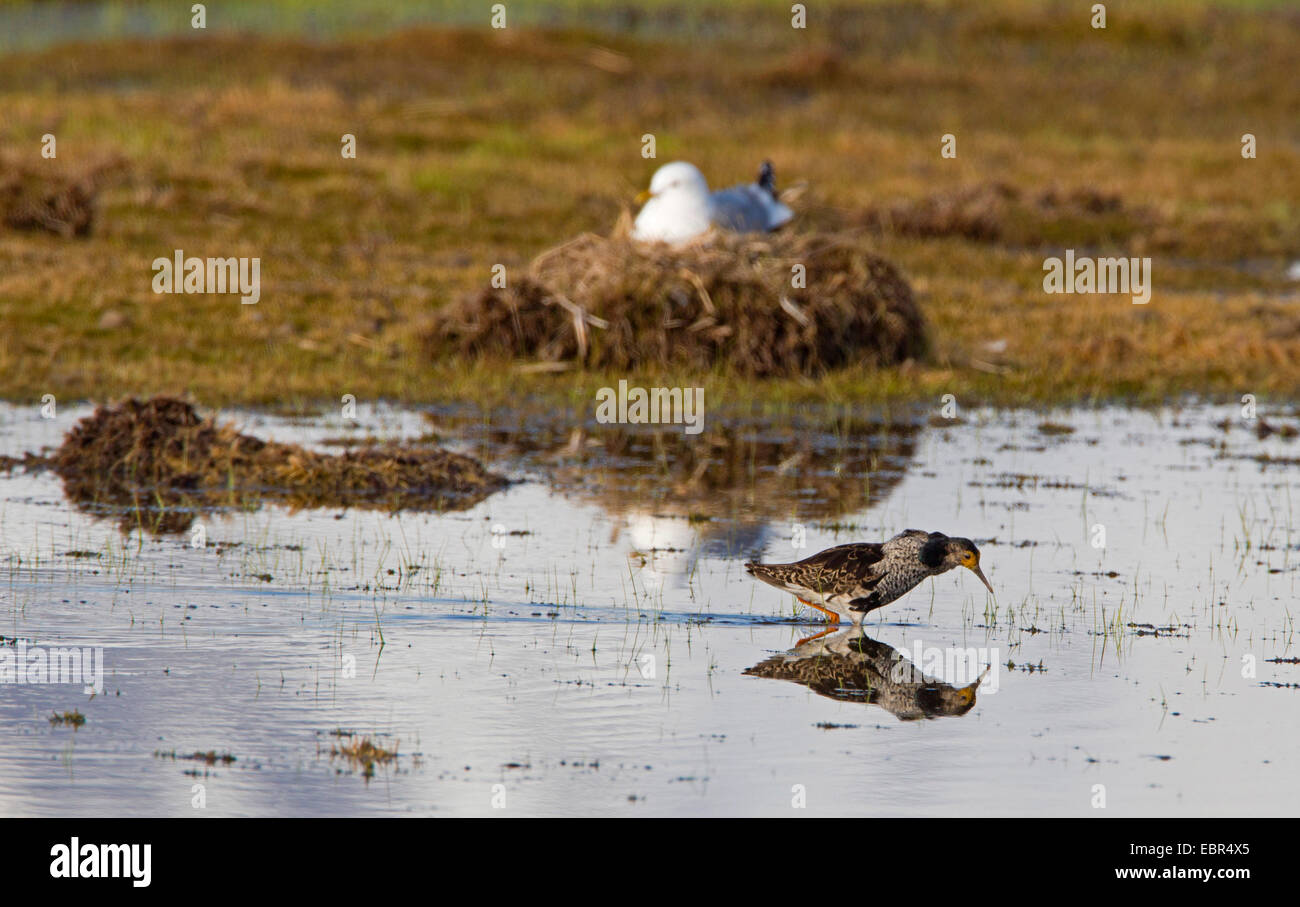 ruff (Philomachus pugnax), in shallow water in front of breeding common ...