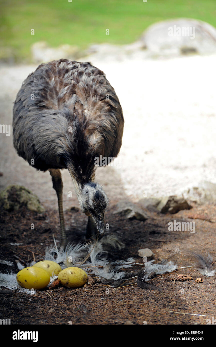 greater rhea (Rhea americana), at the nest Stock Photo - Alamy