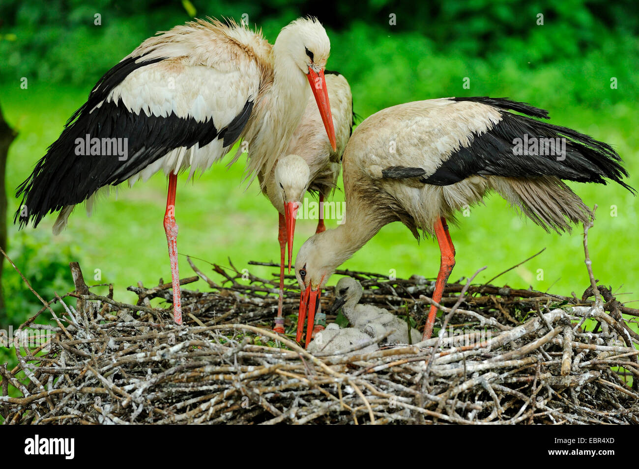 Family Stork High Resolution Stock Photography and Images - Alamy
