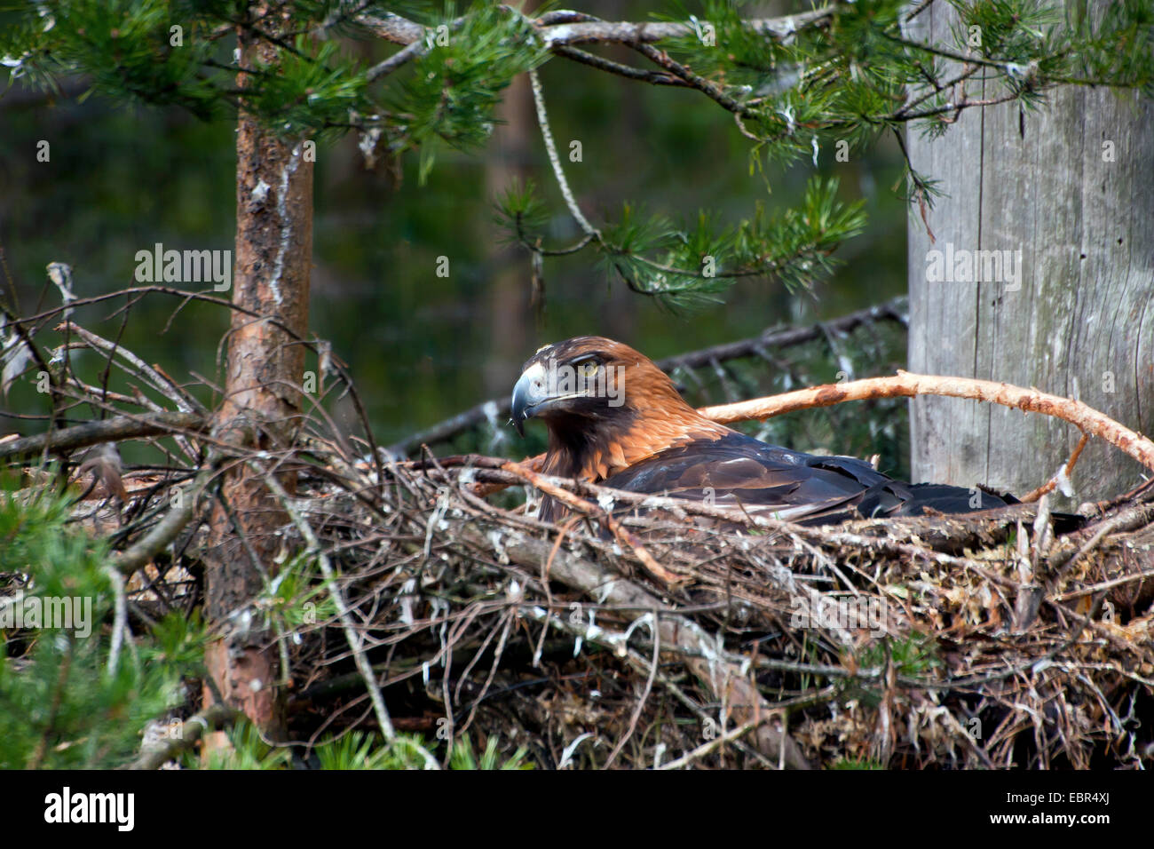 Golden eagle nest hi-res stock photography and images - Alamy