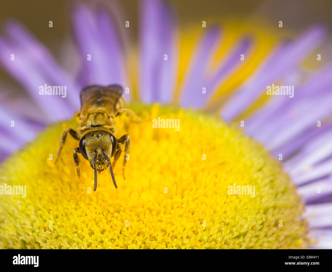 Halictus subauratus hi-res stock photography and images - Alamy