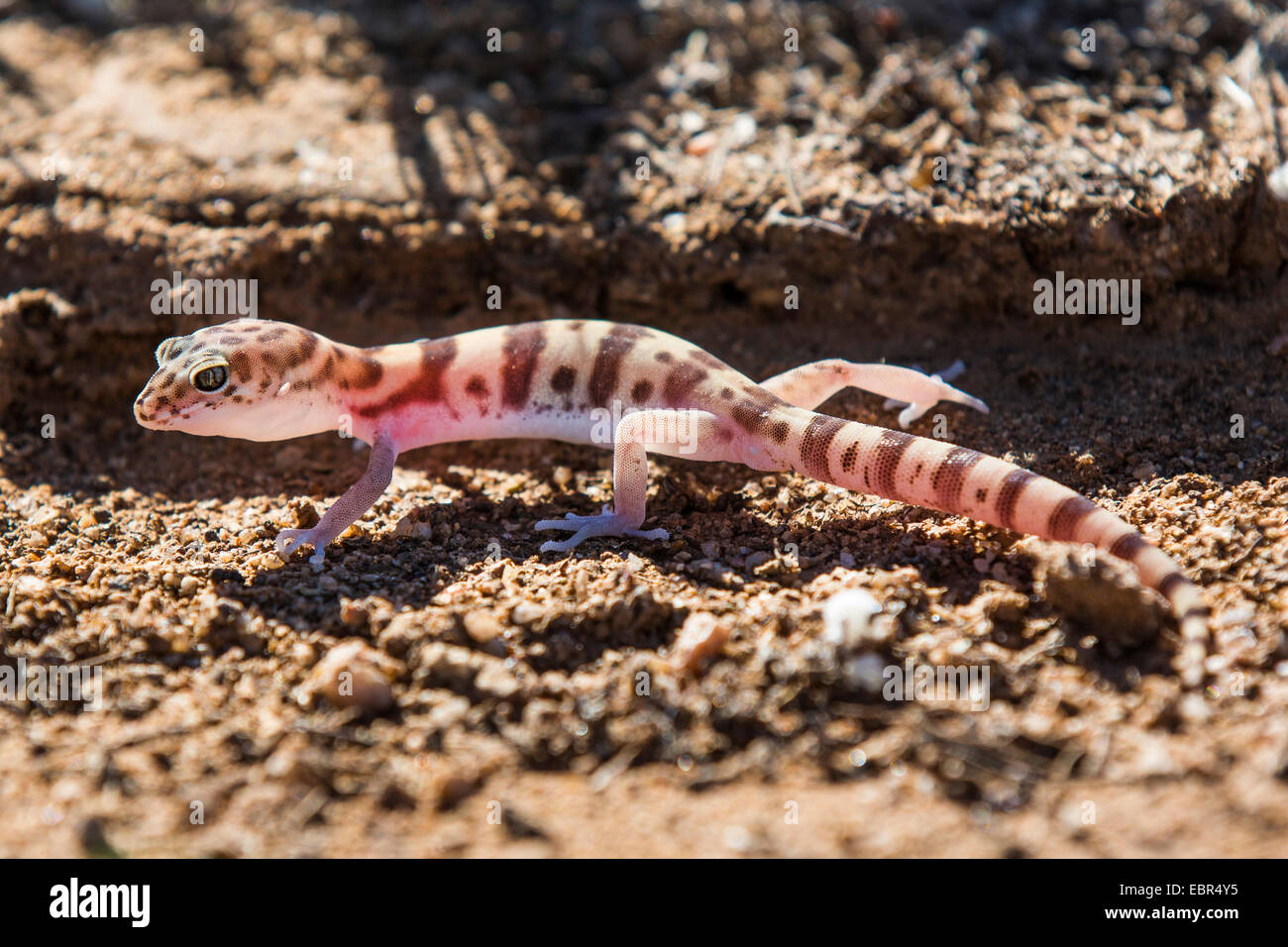 Western Banded Gecko