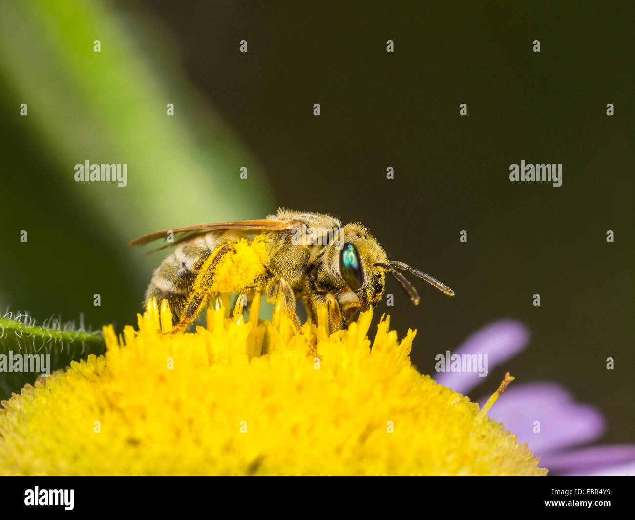 Halictus subauratus hi-res stock photography and images - Alamy