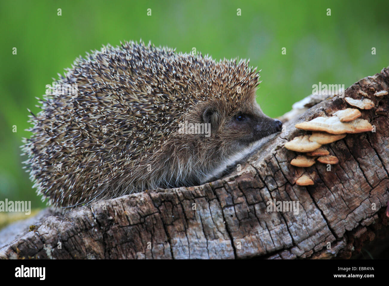 Western hedgehog, European hedgehog (Erinaceus europaeus), hedgehog on ...