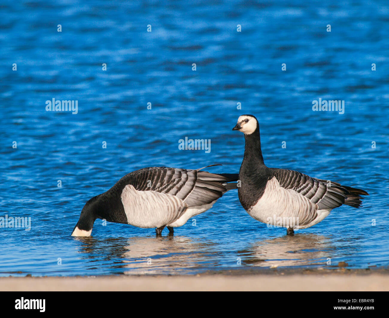 Shoreline birds hi-res stock photography and images - Alamy