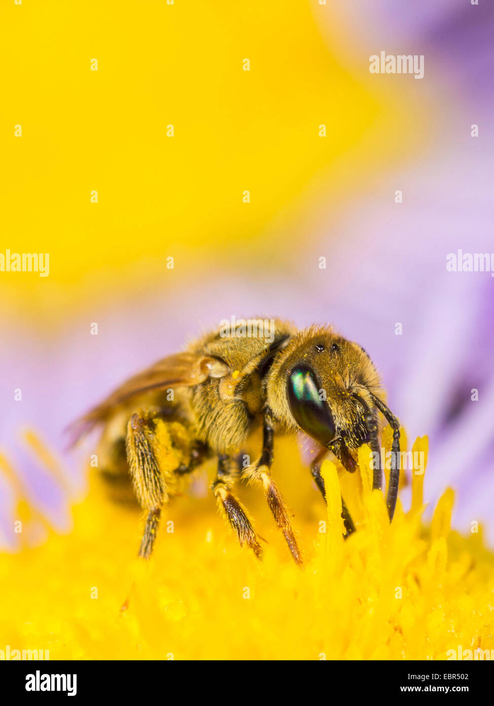 Halictus subauratus hi-res stock photography and images - Alamy