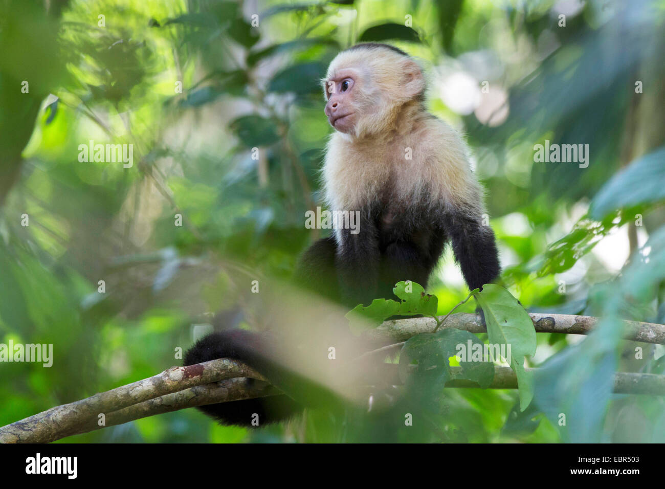 Costa rican capuchin monkey hi-res stock photography and images - Alamy