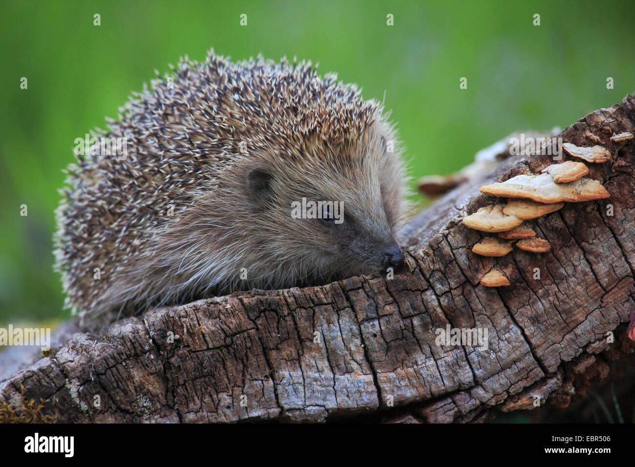 Dead Hedgehog High Resolution Stock Photography and Images - Alamy