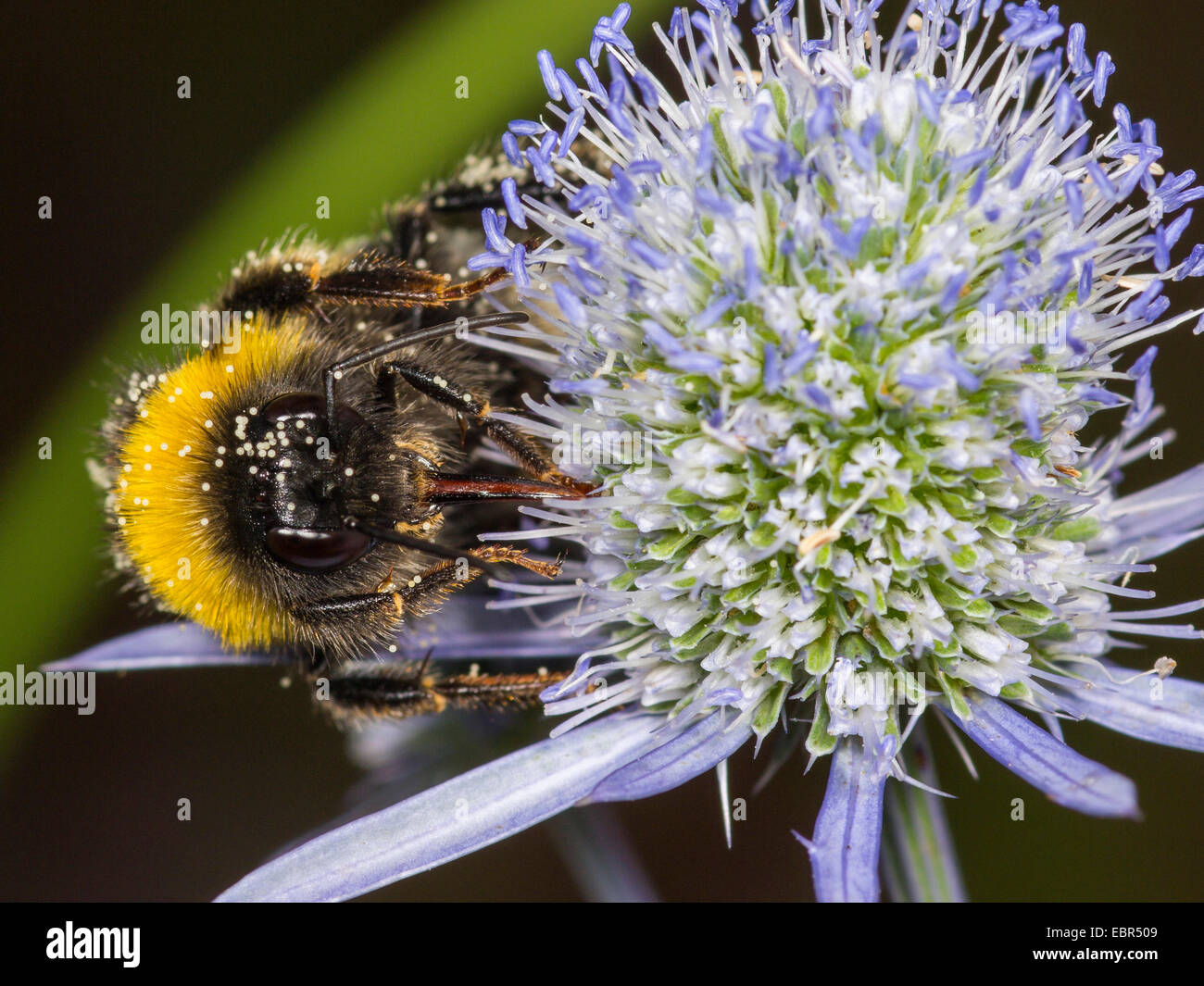 white-tailed bumble bee (Bombus lucorum), worker foraging on Eryngium ...