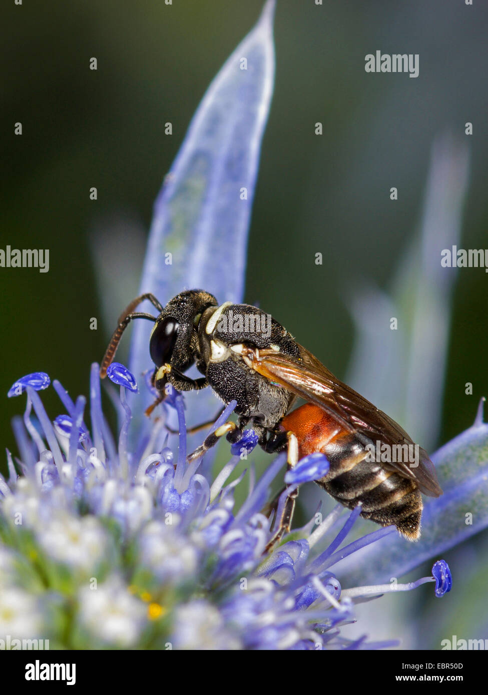 Spined Yellow-face (Hylaeus variegatus), female foraging on eryngo ...