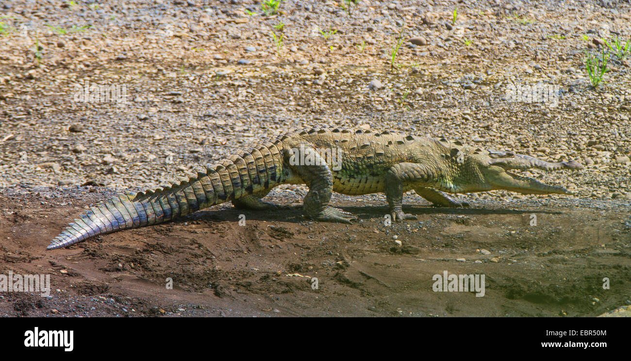 Crocodile side view hi-res stock photography and images - Alamy