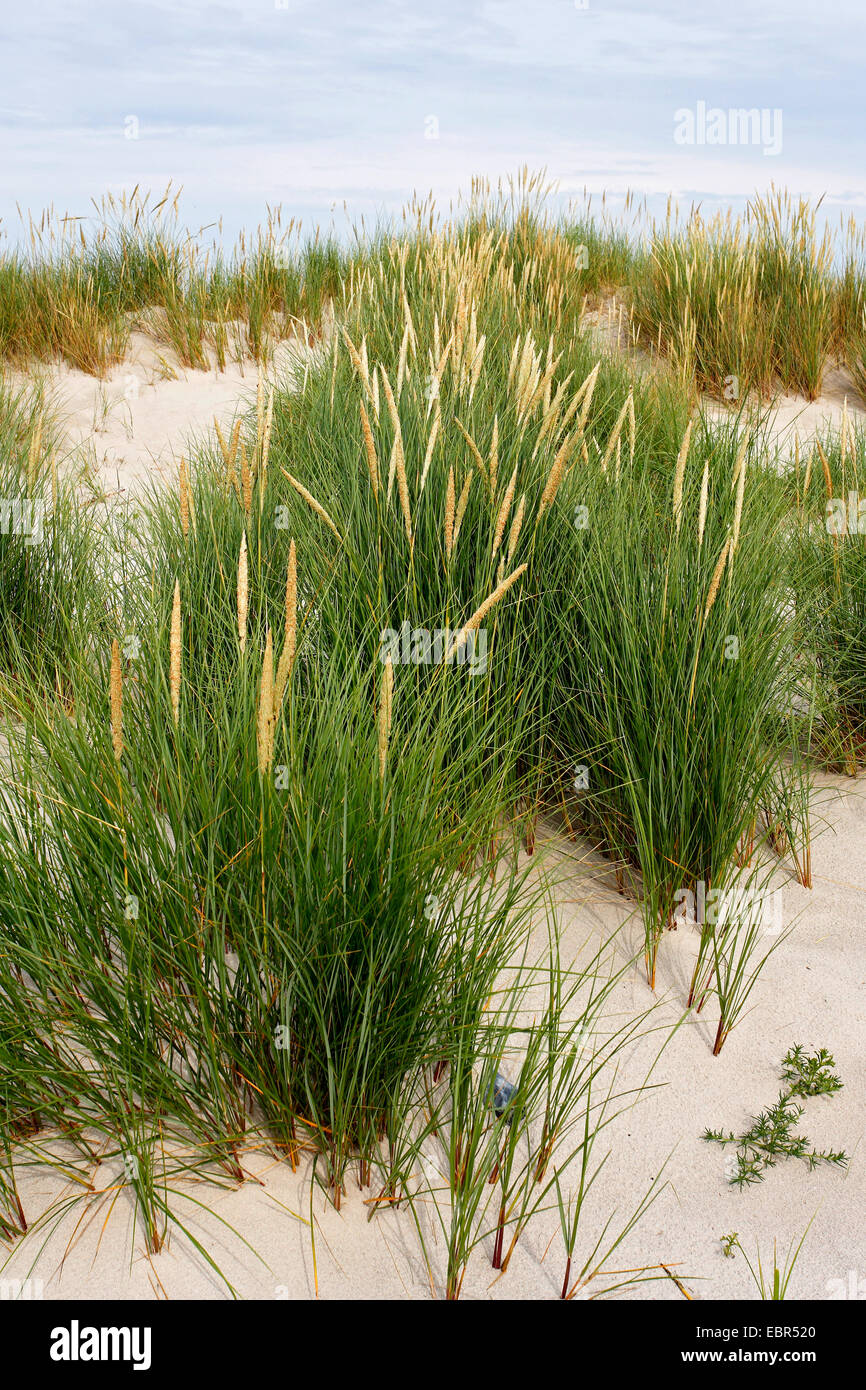 Native dune grass hi-res stock photography and images - Alamy