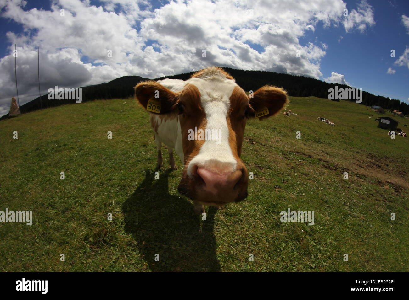 Cow fish eye lens hi-res stock photography and images - Alamy