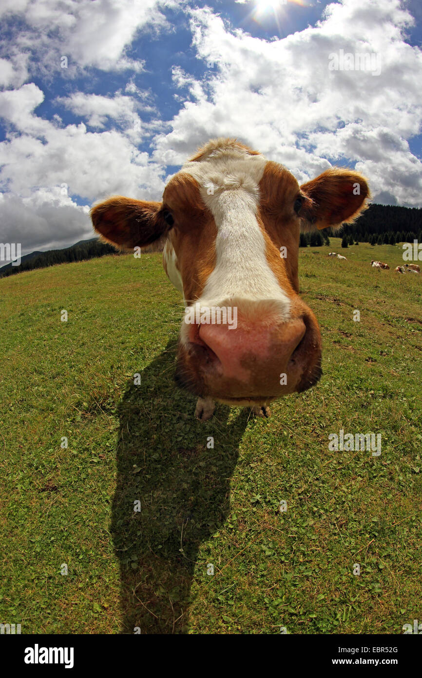 Mountain cow photographed with fish eye lens and blue sky with many ...