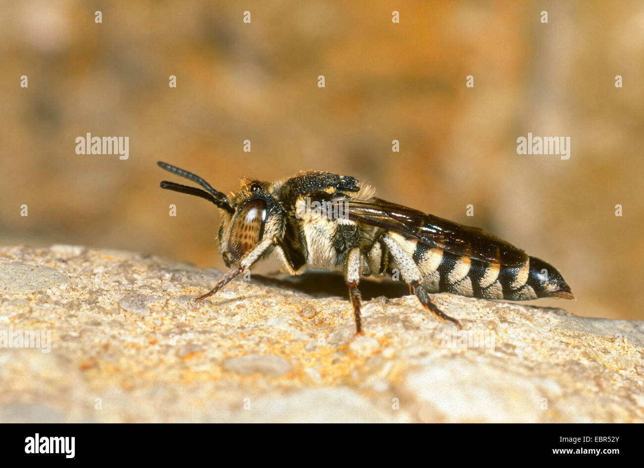 Coelioxys (Coelioxys afra), female sitting on a stone, Germany Stock ...