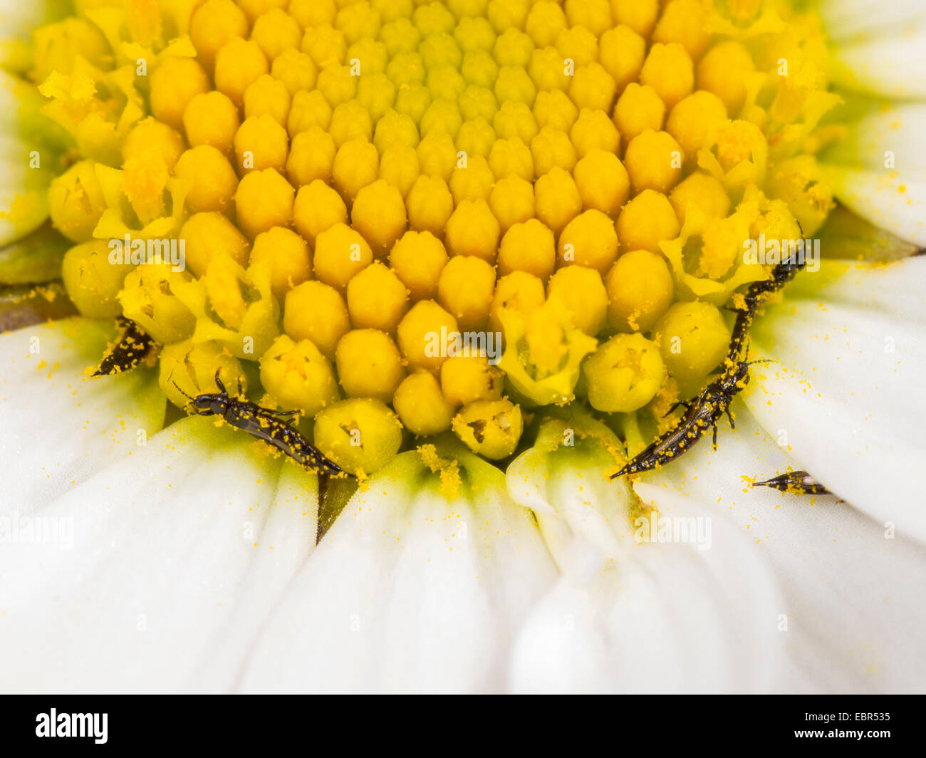 Thrips insects hi-res stock photography and images - Alamy
