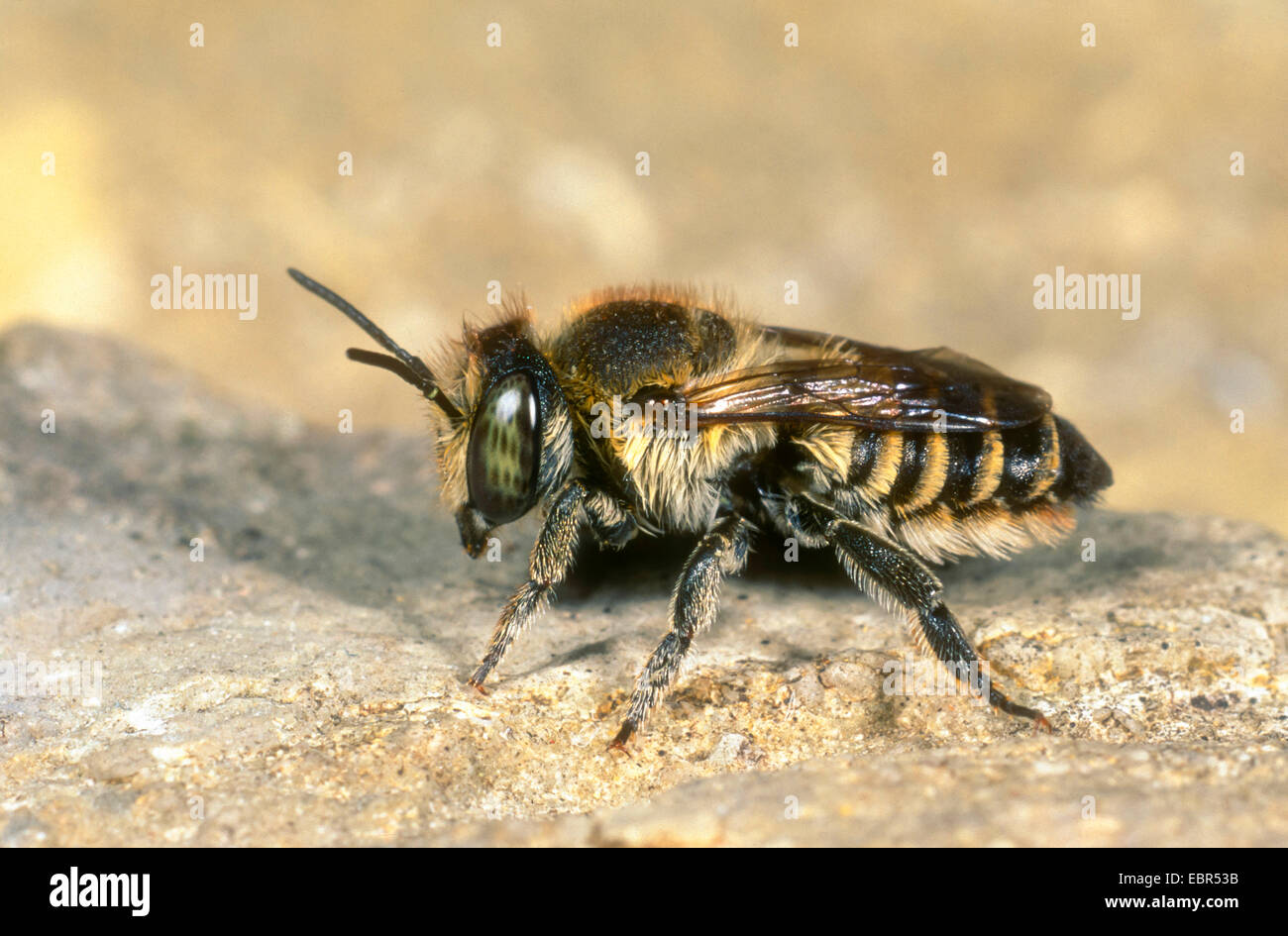 Megachile pilidens (Megachile pilidens), female sitting on a stone ...