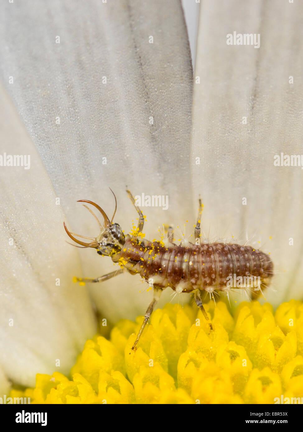 common green lacewing (Chrysoperla carnea, Chrysopa carnea, Anisochrysa ...