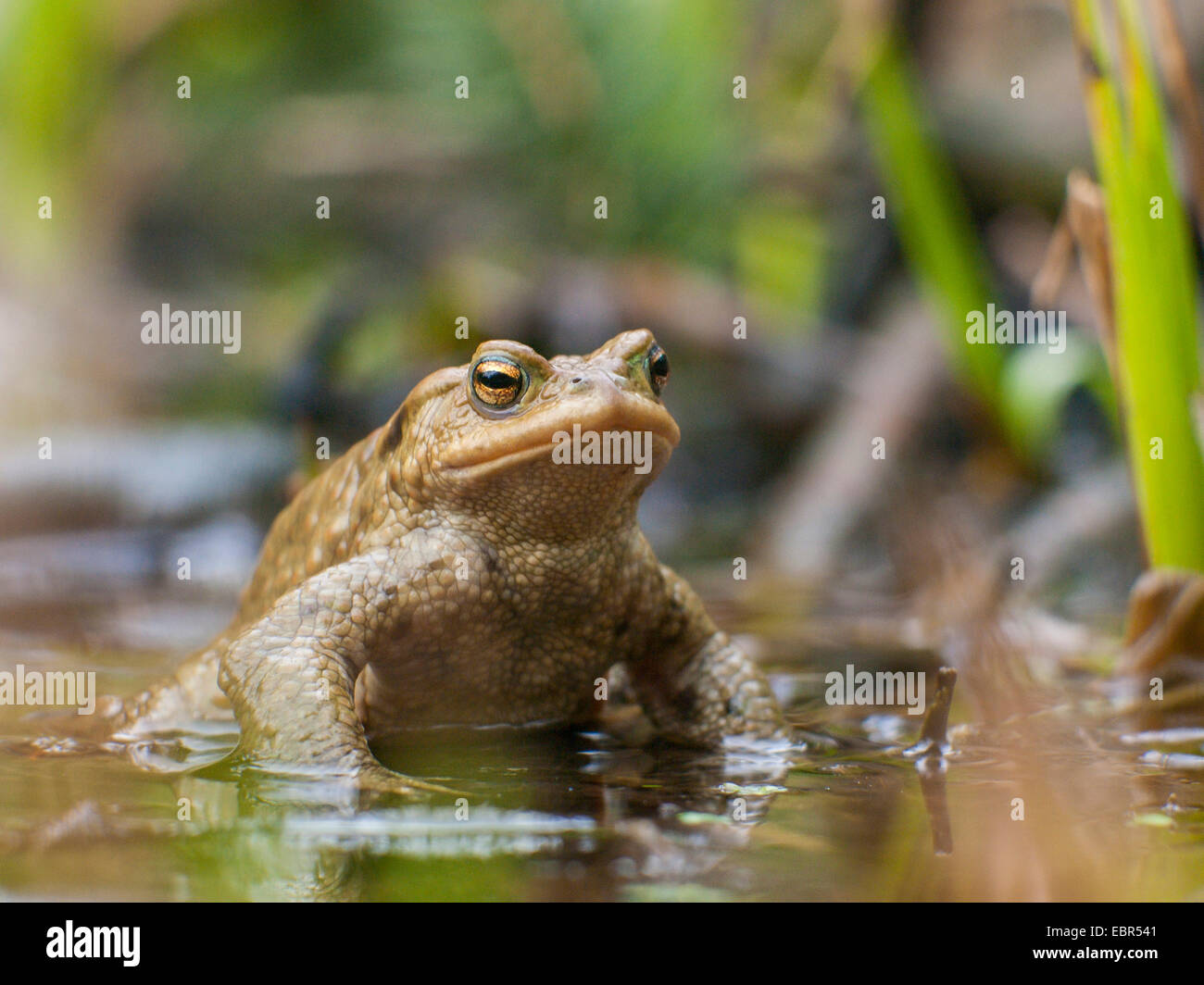 European common toad (Bufo bufo), sitting in shallow water, Germany ...