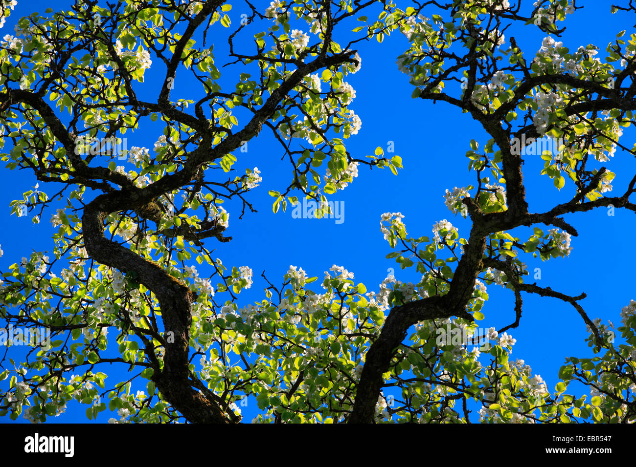common pear (Pyrus communis), flowering branches of a pear tree ...