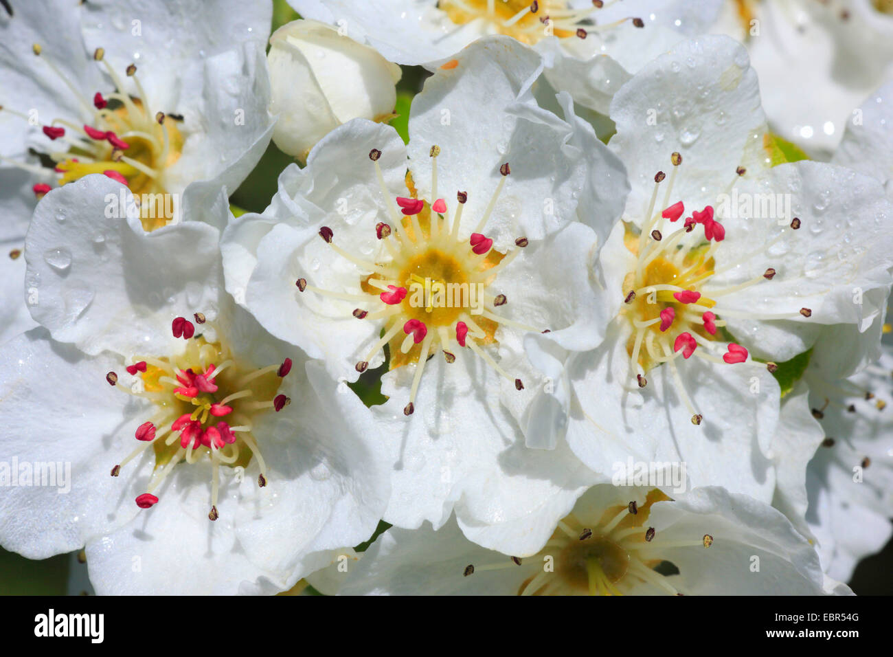 Pear tree top view hi-res stock photography and images - Alamy