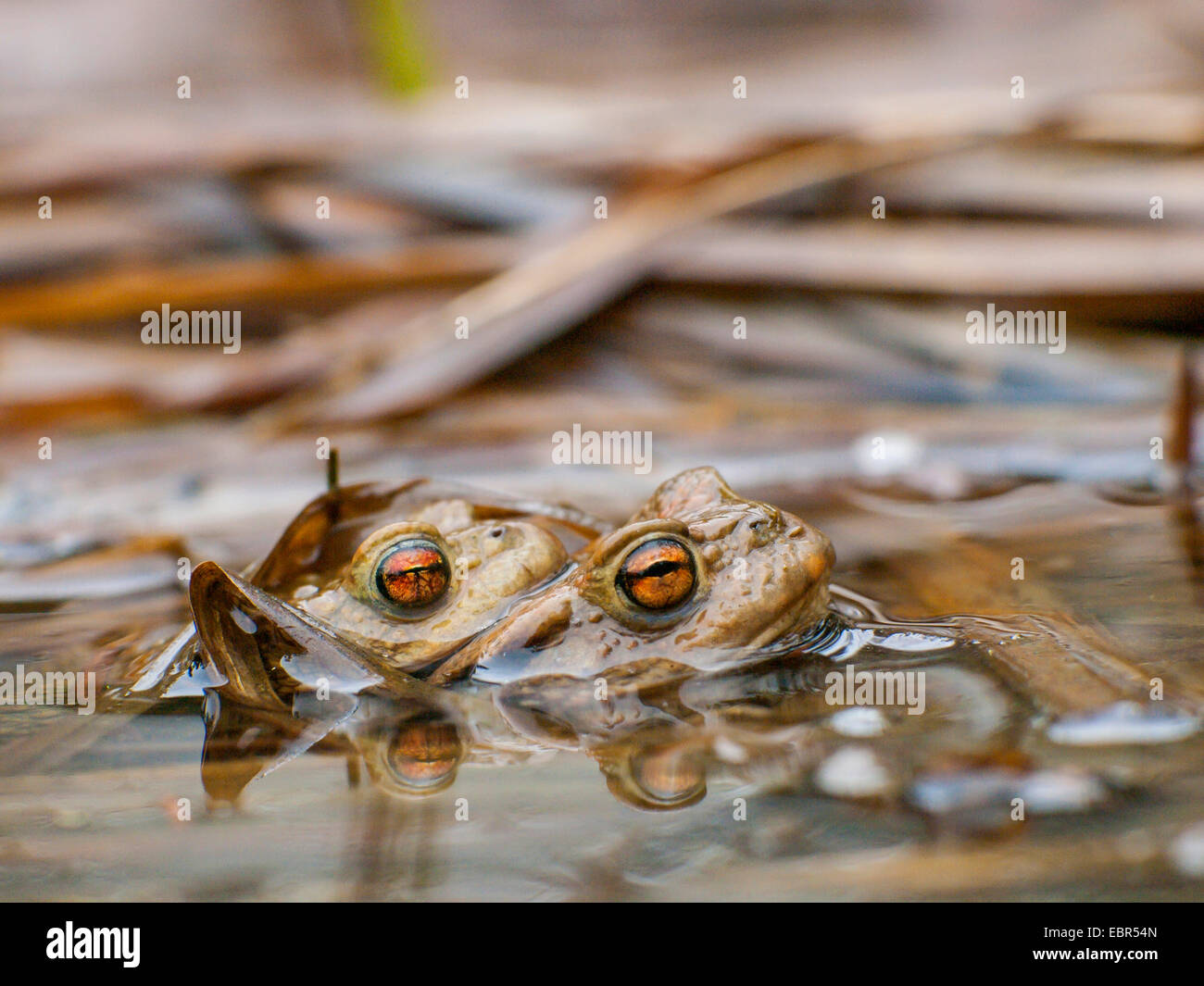 European common toad (Bufo bufo), clasping pair on the surface of the water, Germany Stock Photo ...