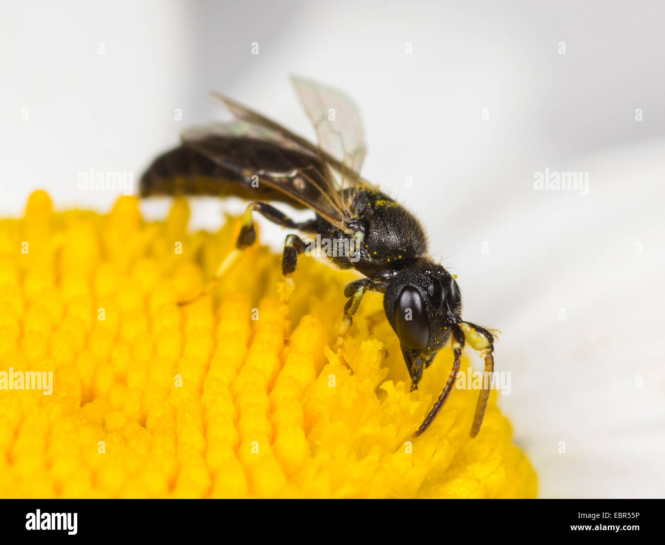 Yellow face hi-res stock photography and images - Alamy