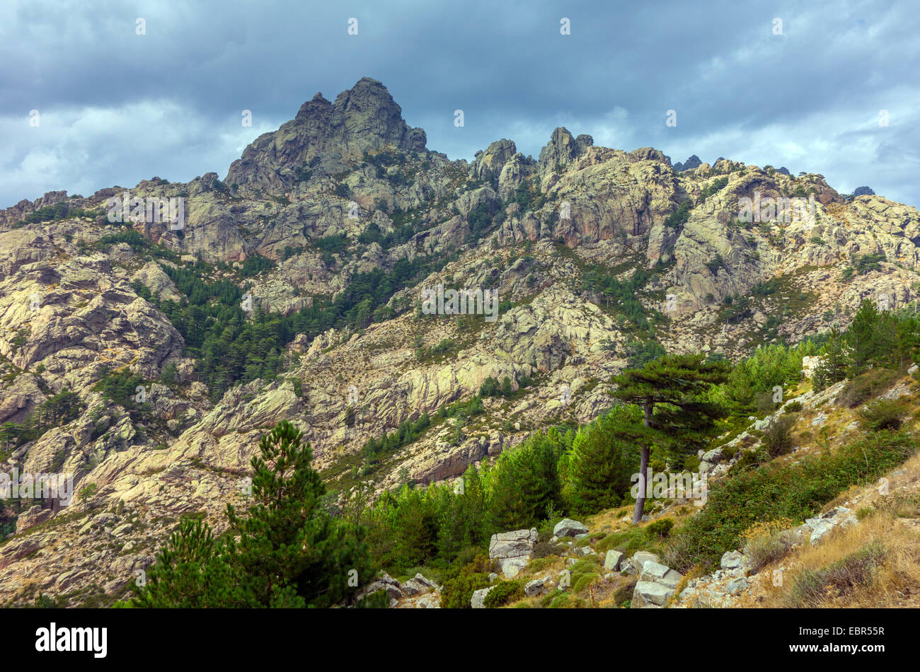 Granite mountains and Corsican pine Col de Bavella, Corsica, France ...