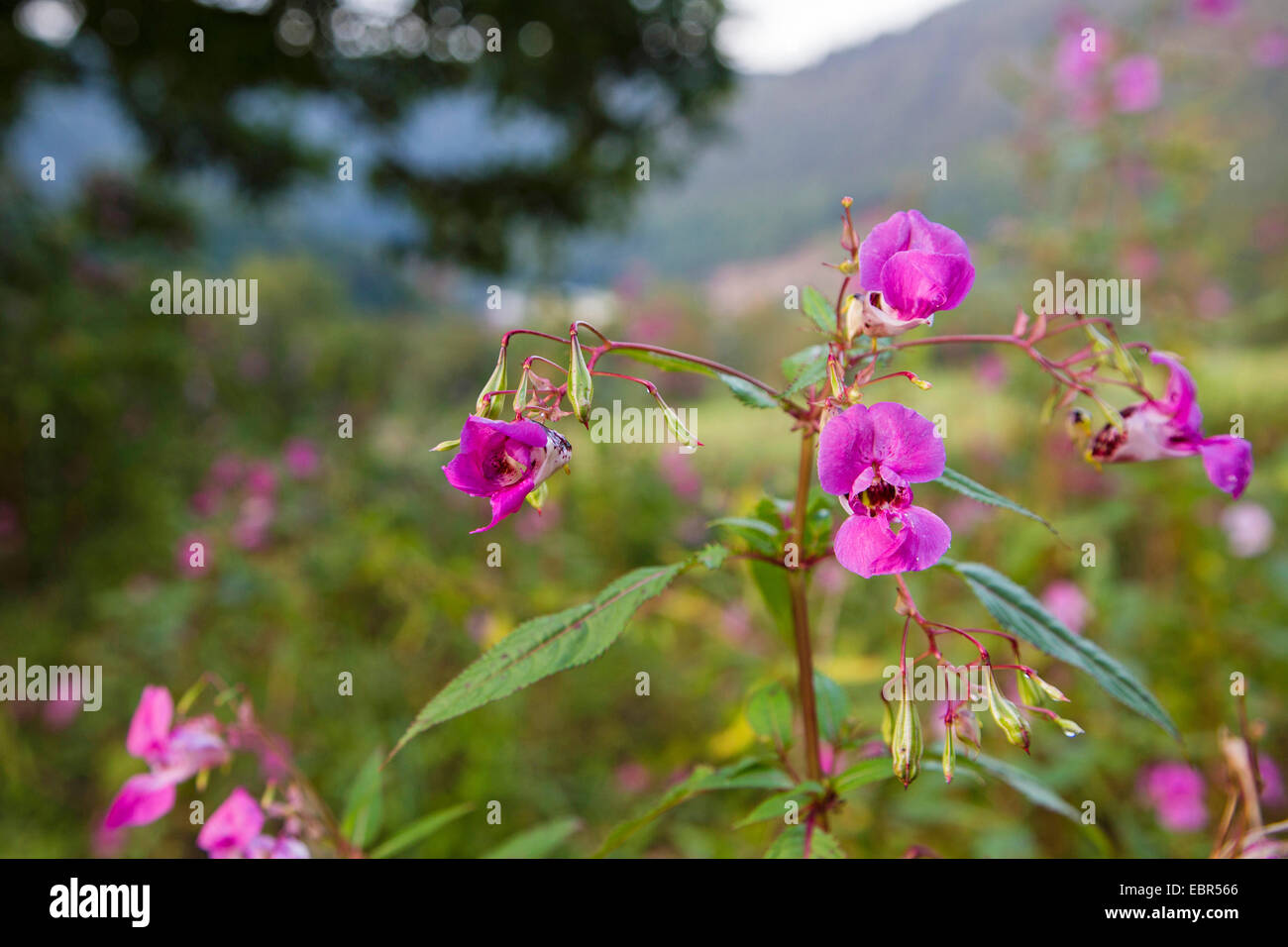 Himalayan balsam, Indian balsam, red jewelweed, ornamental jewelweed ...