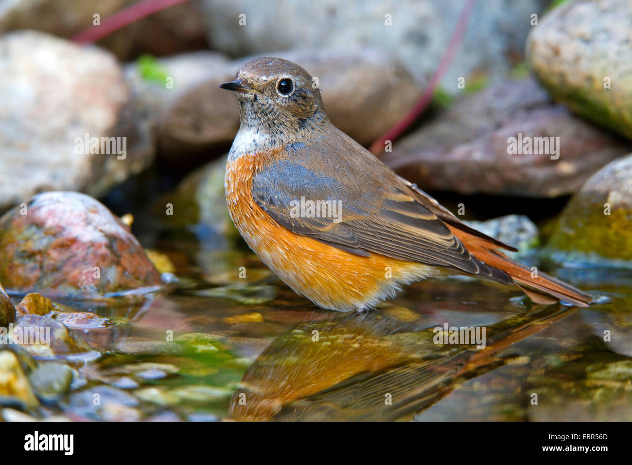common redstart (Phoenicurus phoenicurus), young male at the bathing ...