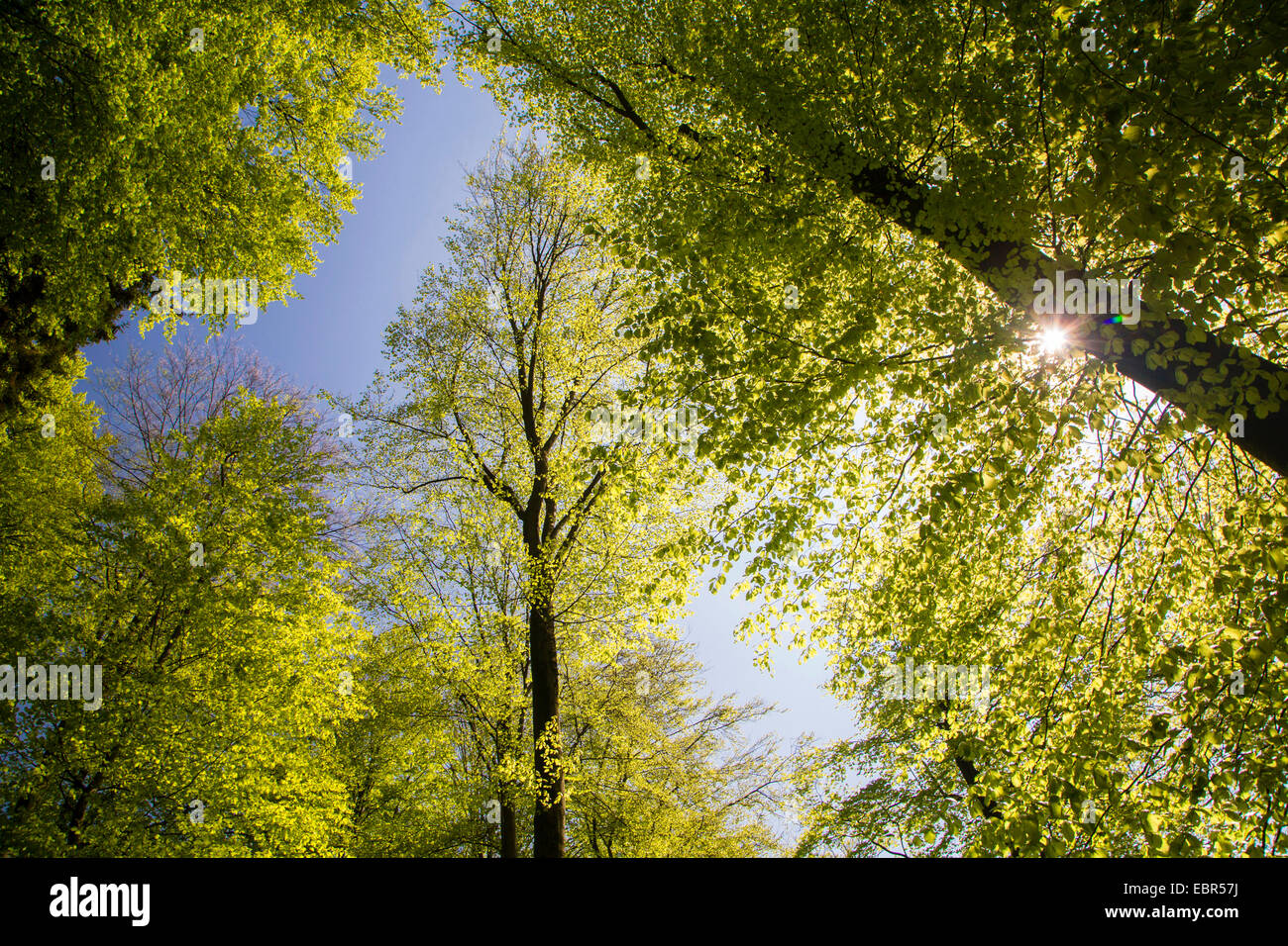 Sunbeam in beech forest in spring hi-res stock photography and images ...