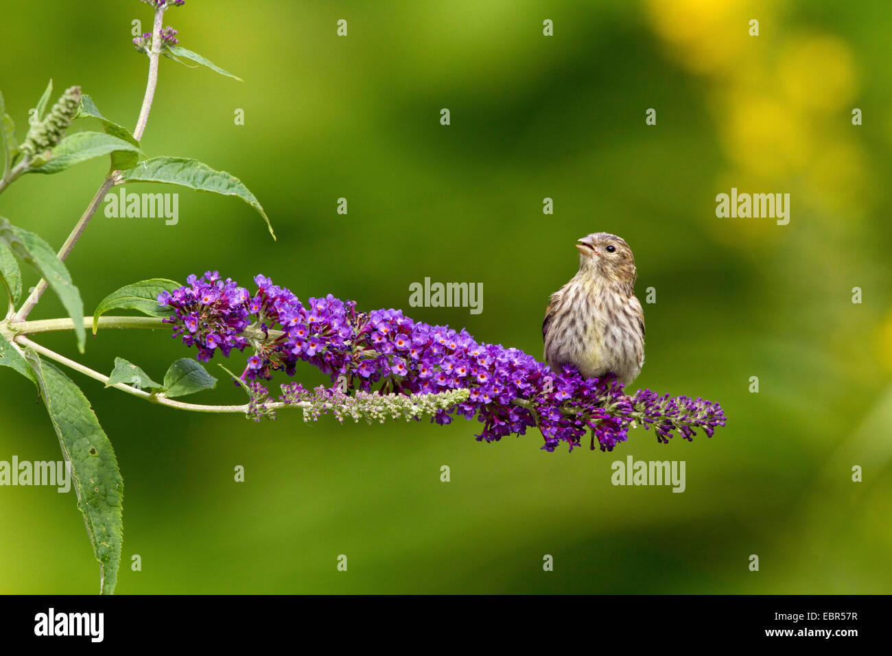 Young serin hi-res stock photography and images - Alamy