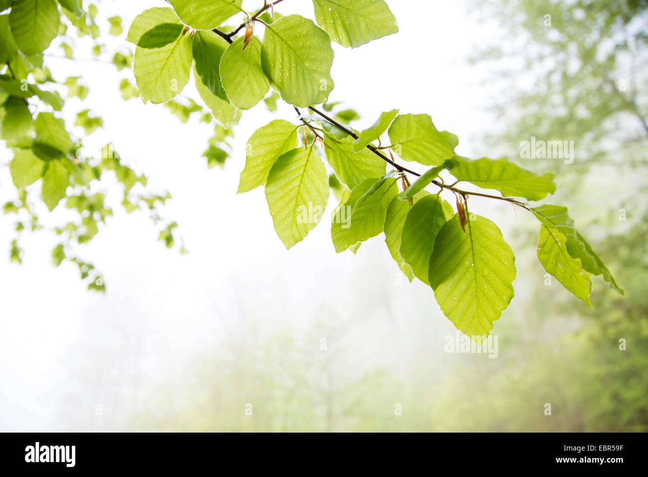 Young beech leaves on branch hi-res stock photography and images - Alamy